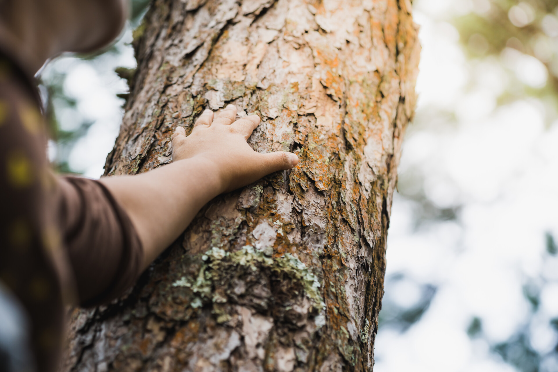 Lagarta do pinheiro: riscos e cuidados a ter - O Nosso Filho